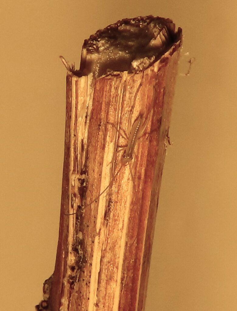 JULY – TREE CRICKETS