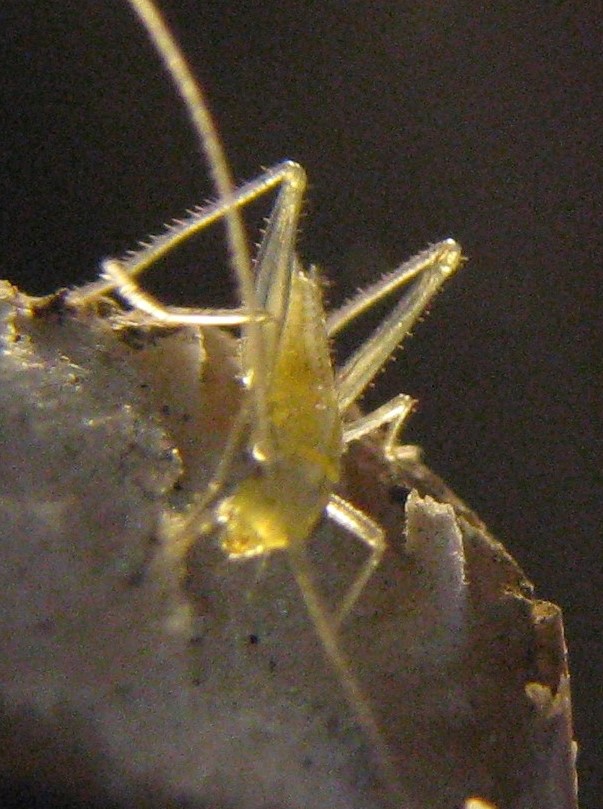 February – TREE CRICKETS