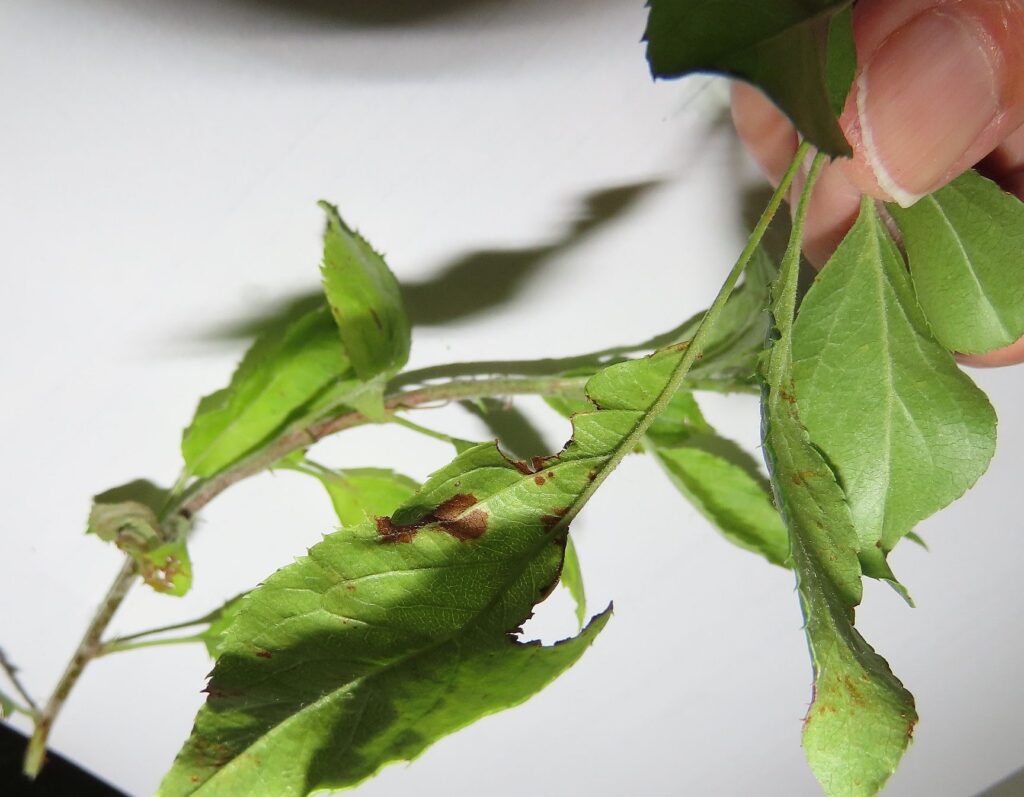 JUNE – Nymphs – TREE CRICKETS