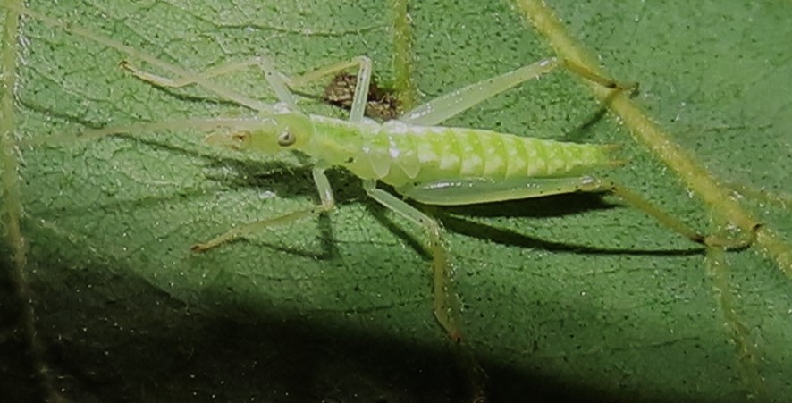 JULY – TREE CRICKETS