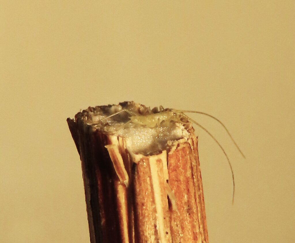 JULY – TREE CRICKETS
