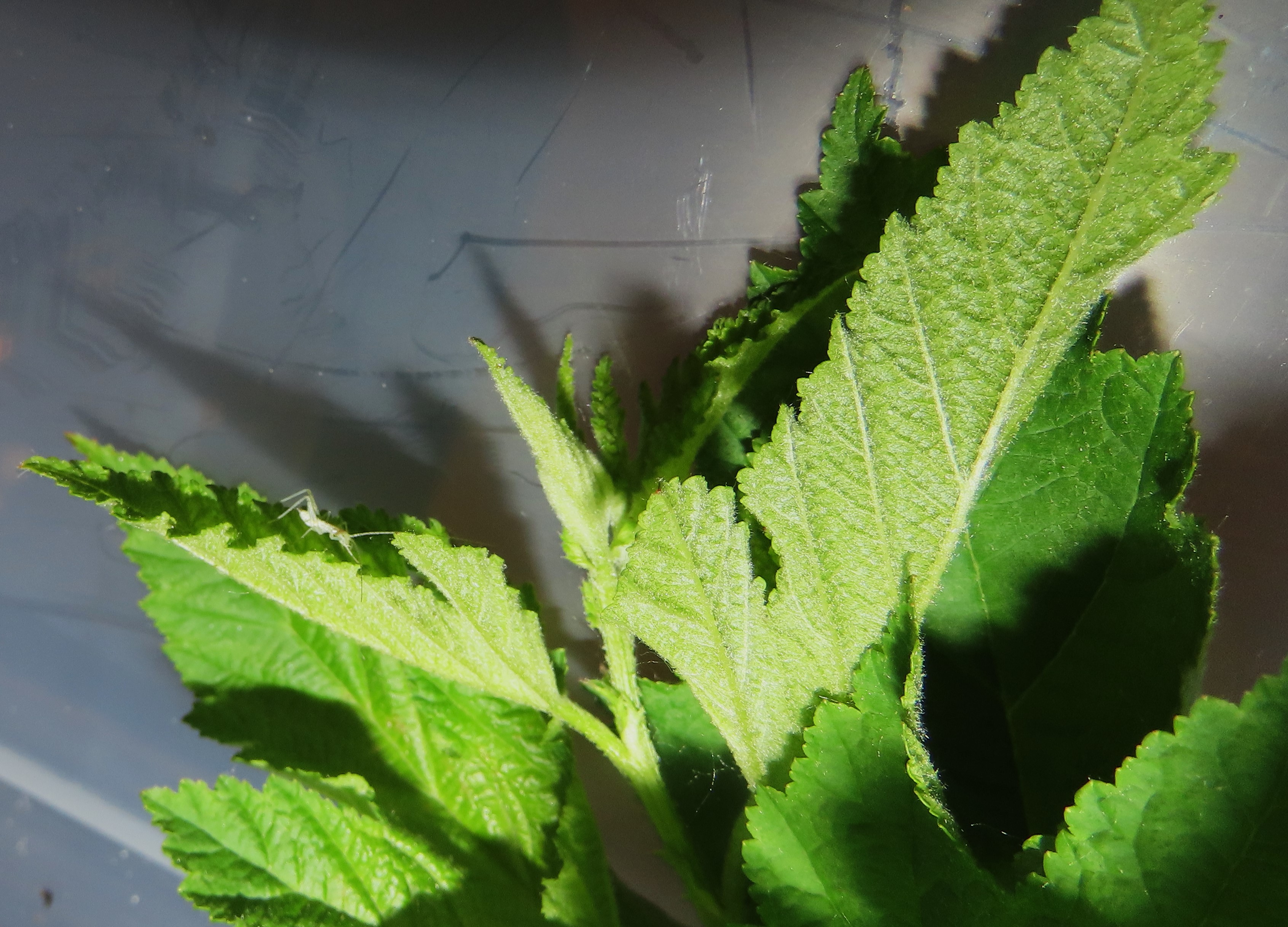 JULY – TREE CRICKETS