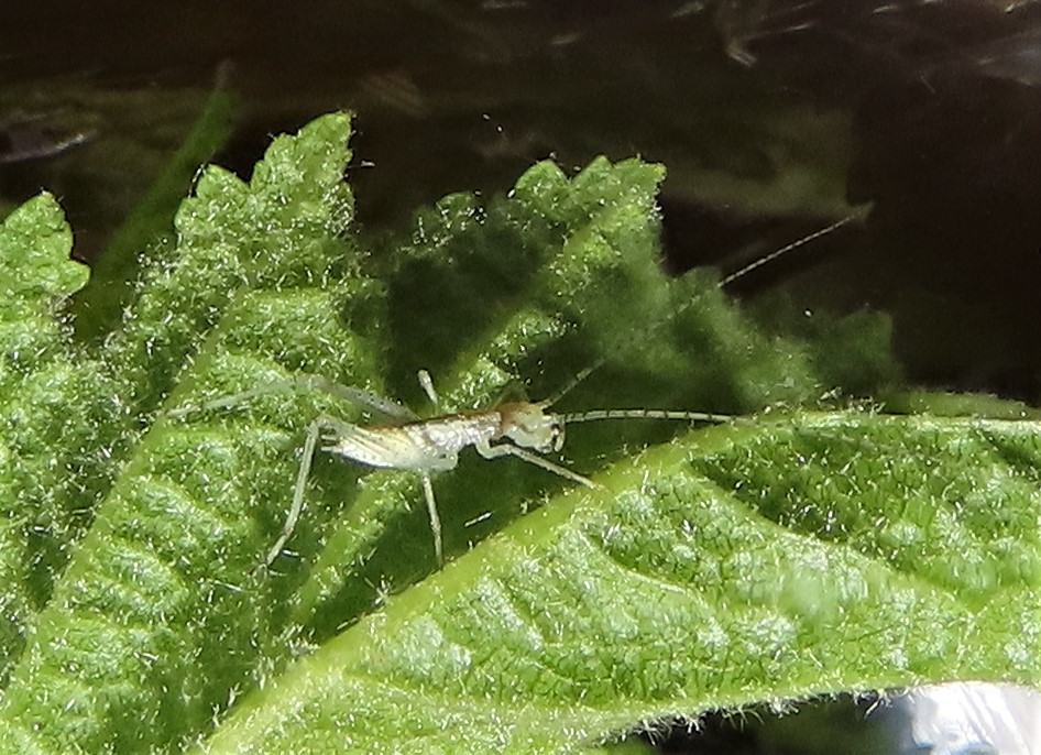 JULY – TREE CRICKETS