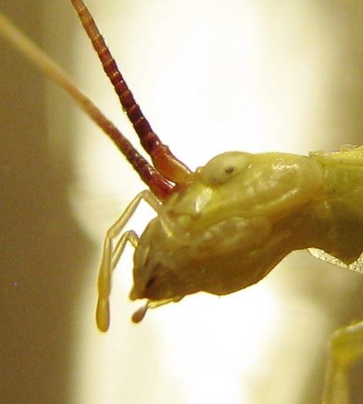 March – SPECIES – TREE CRICKETS