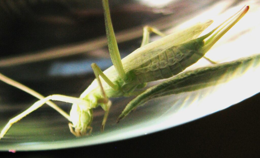 February – TREE CRICKETS