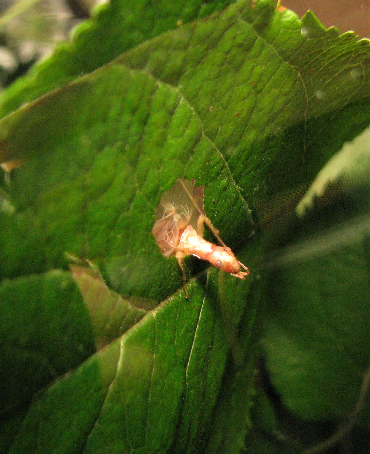 Tool making – TREE CRICKETS