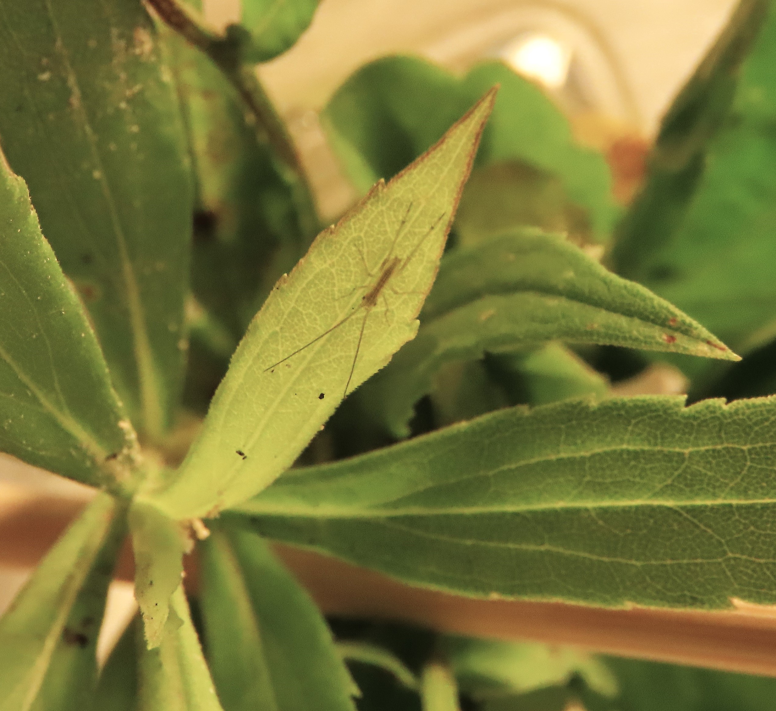 JULY – TREE CRICKETS