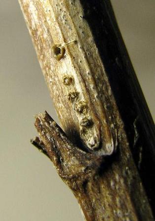 Life Cycle – TREE CRICKETS