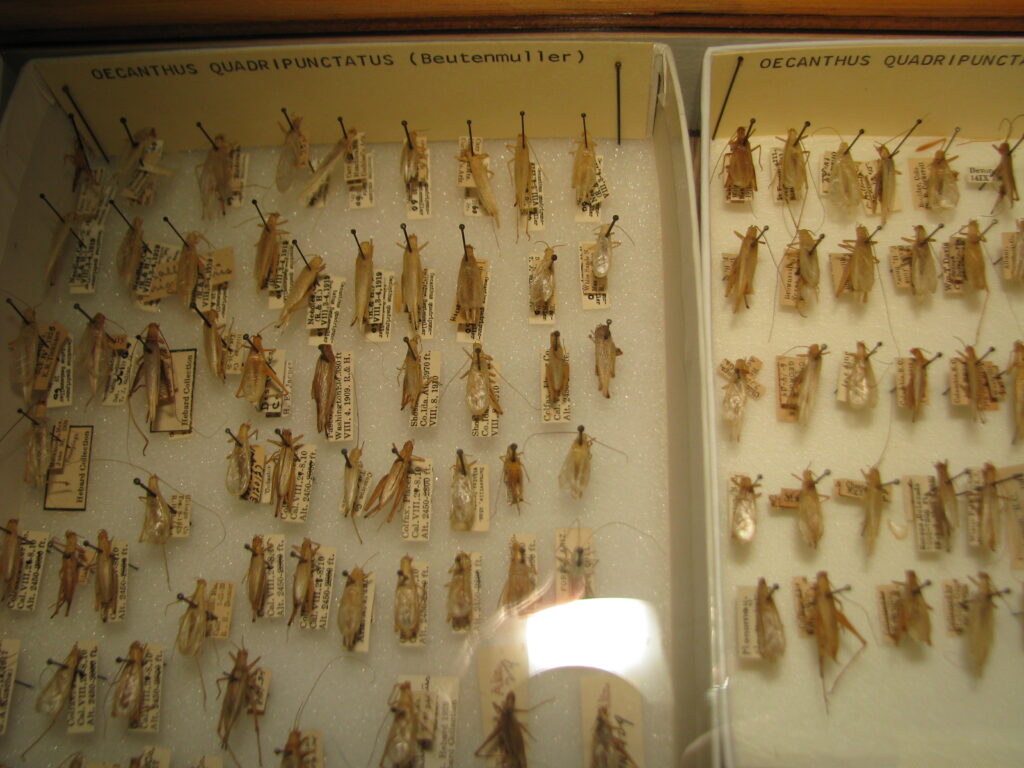 March – SPECIES – TREE CRICKETS