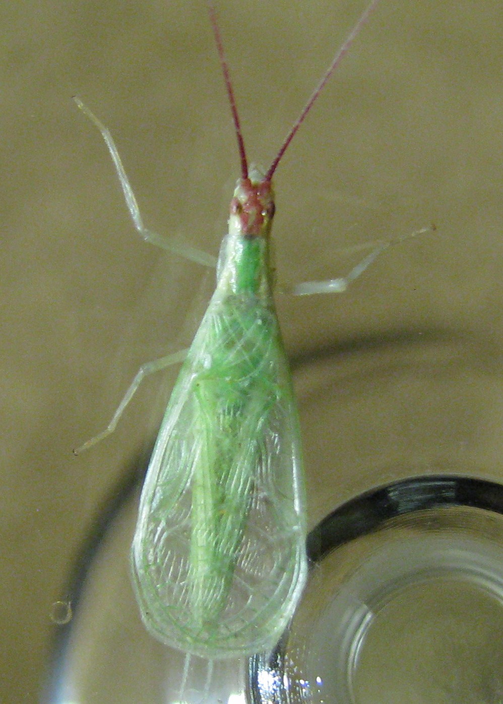 Broad-winged – TREE CRICKETS