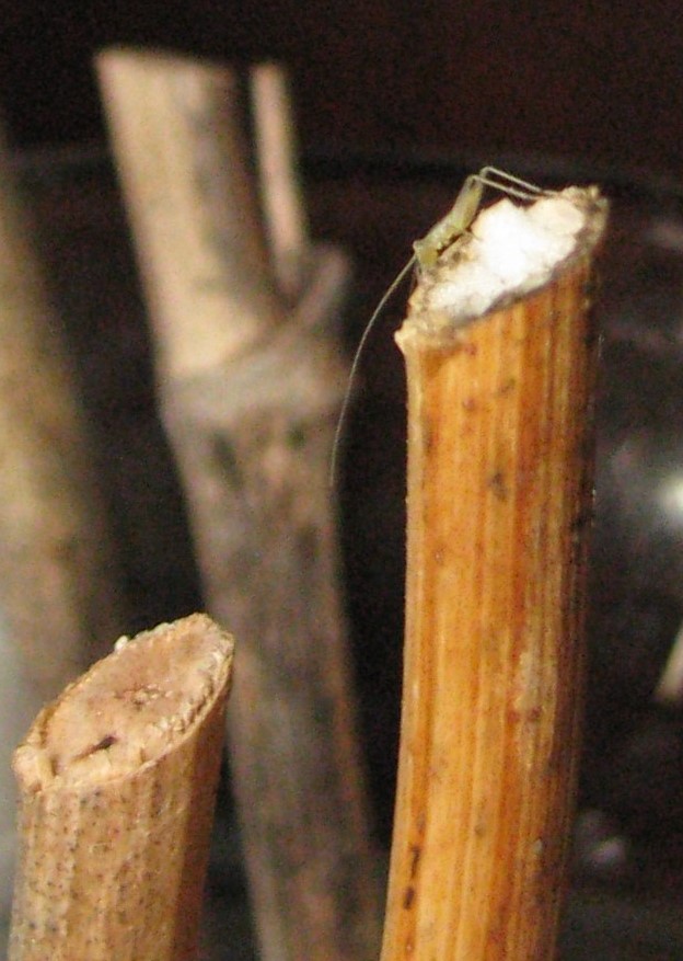 March – SPECIES – TREE CRICKETS
