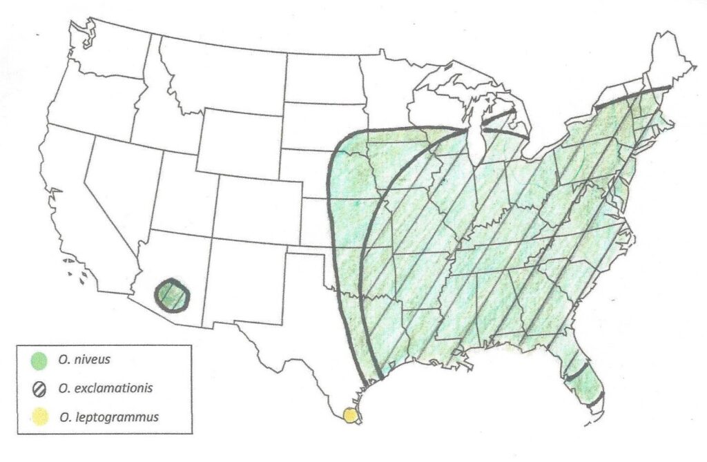 March – SPECIES – TREE CRICKETS