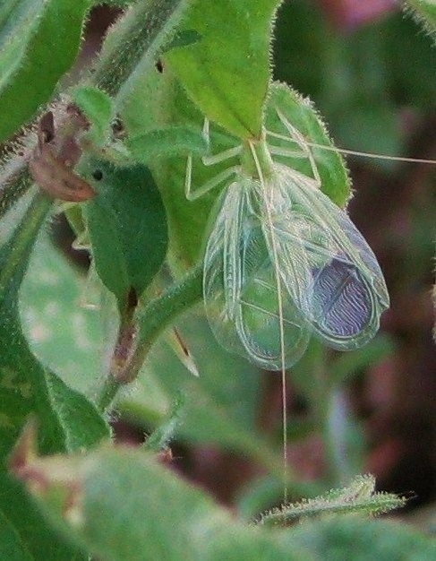 Welcome – TREE CRICKETS