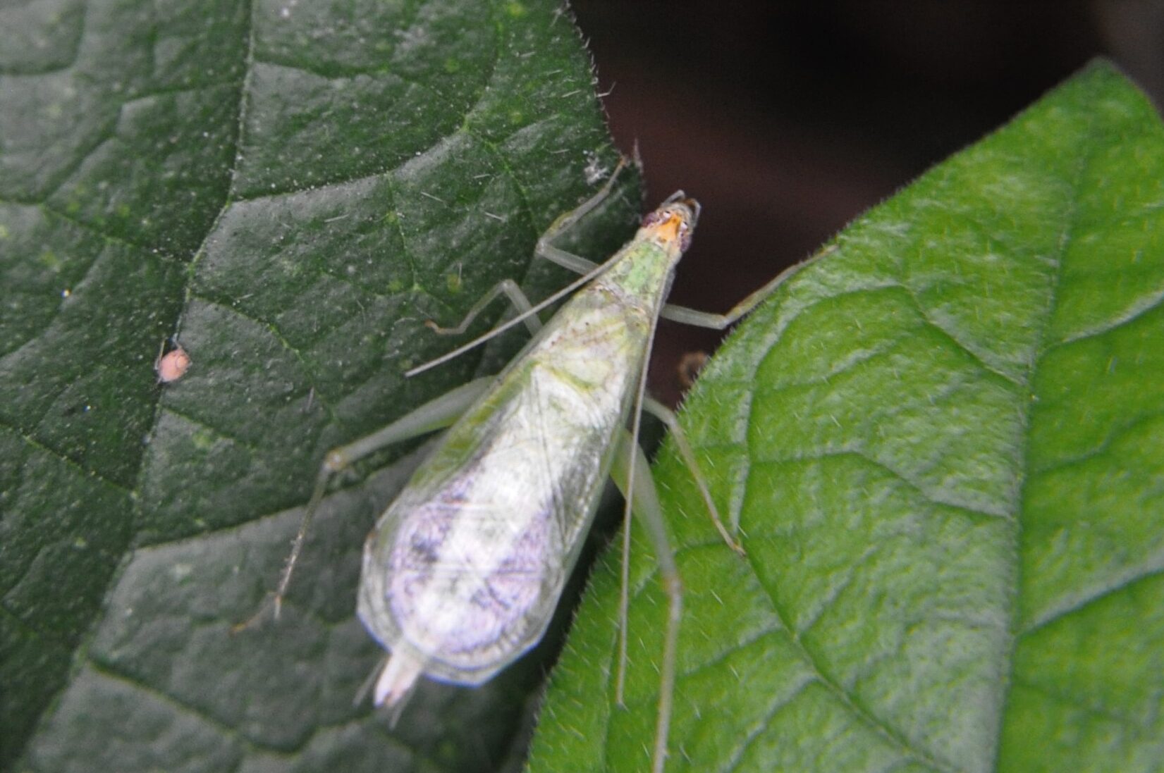 Cri-cri – TREE CRICKETS