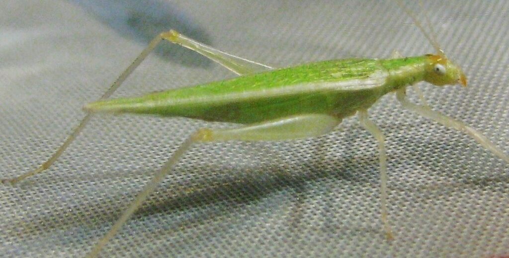 March – SPECIES – TREE CRICKETS