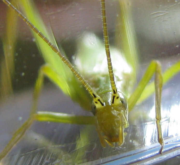 February – TREE CRICKETS
