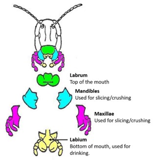 February – TREE CRICKETS