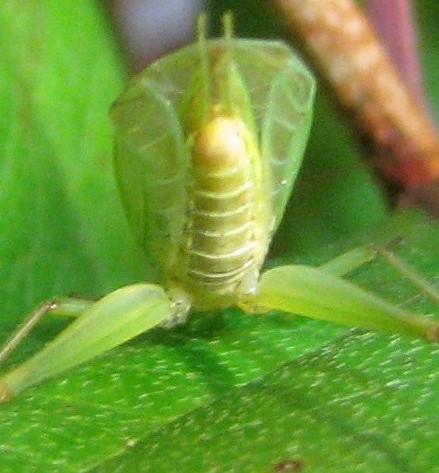 February – TREE CRICKETS